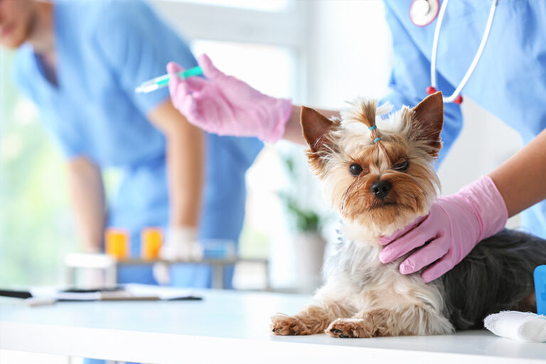 Twin Cities | Routine Vet Care