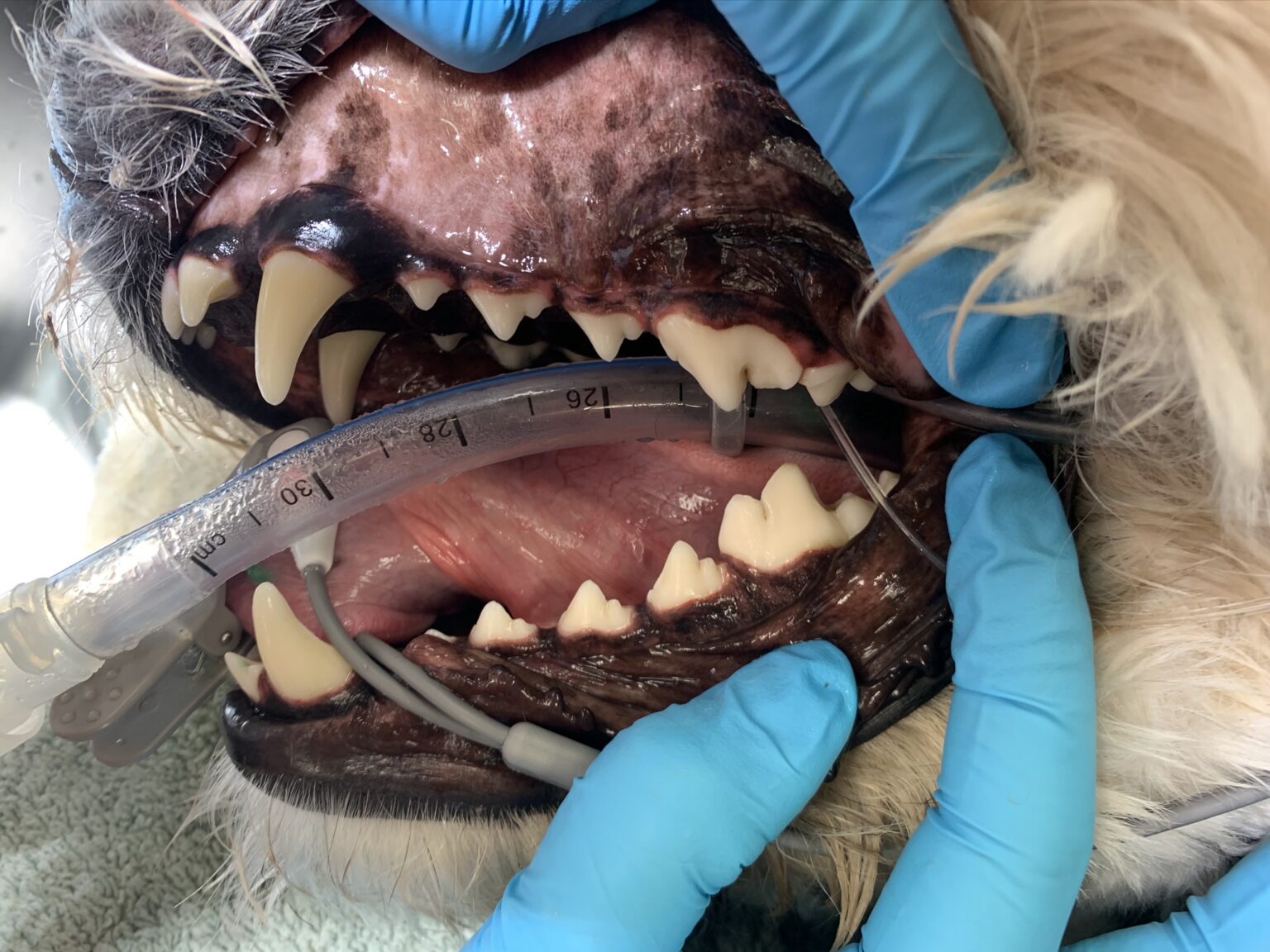 Veterinary Dentistry | Vet Partners Plymouth